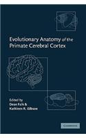Buy Evolutionary Anatomy Of The Primate Cerebral Cortex By Falk D ...